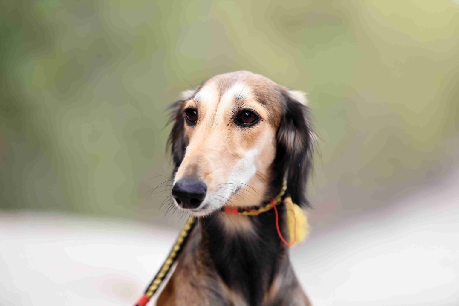 Saluki Dogs – Arabian Saluki Center