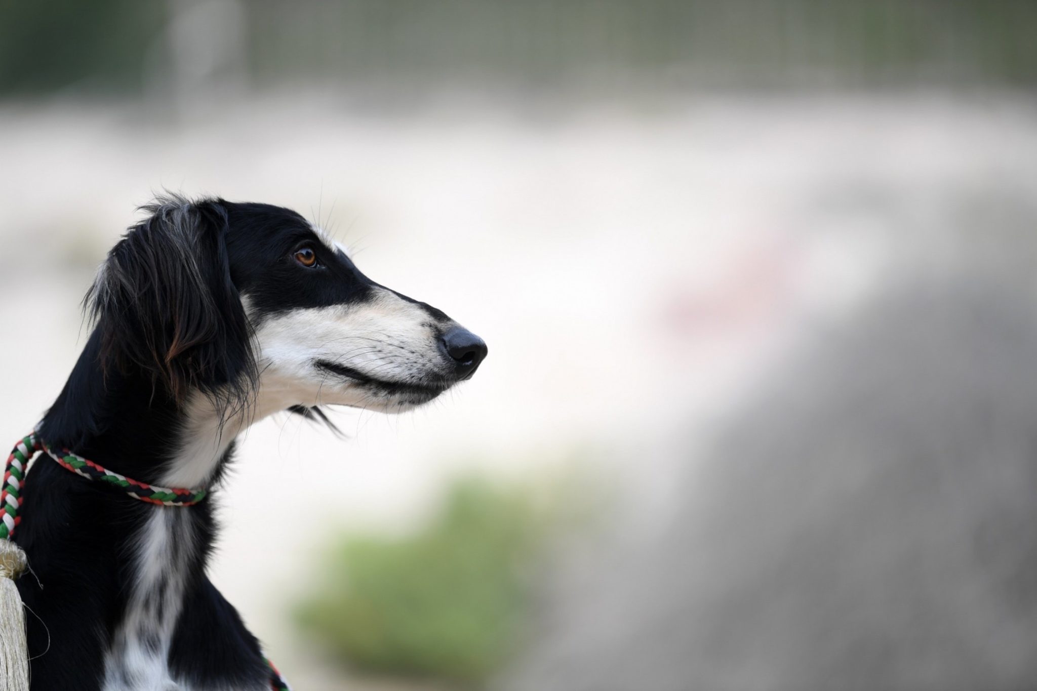 Saluki Dogs – Arabian Saluki Center
