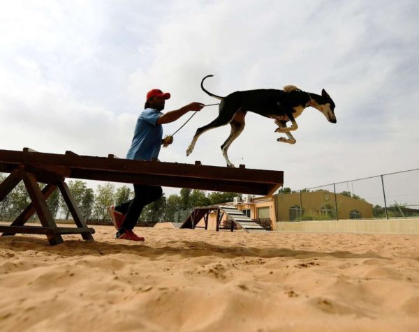 Saluki Dogs – Arabian Saluki Center