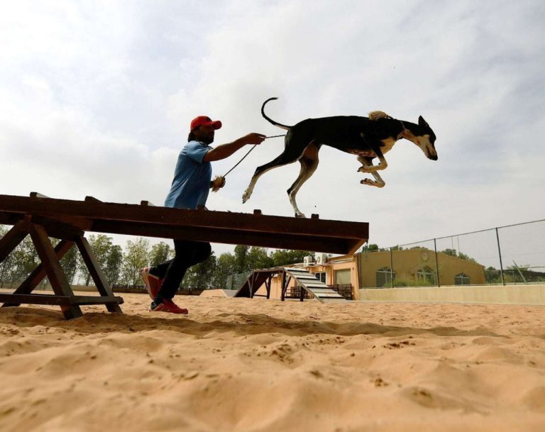 Saluki Dogs – Arabian Saluki Center