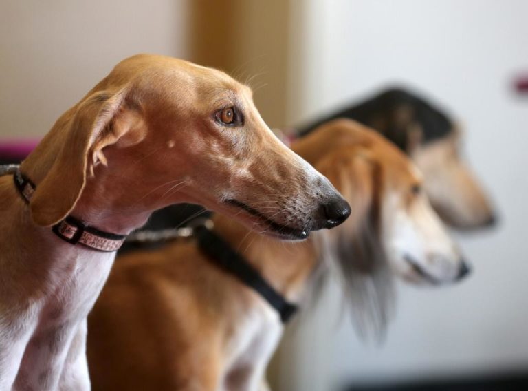 Saluki Dogs – Arabian Saluki Center